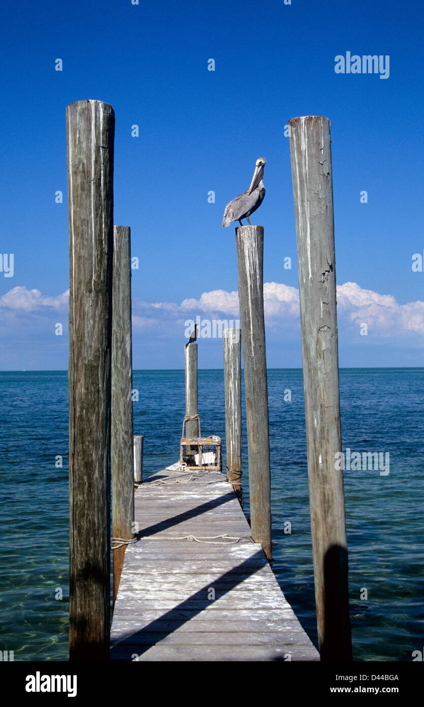 Dock with birds hi-res stock photography and images - Alamy