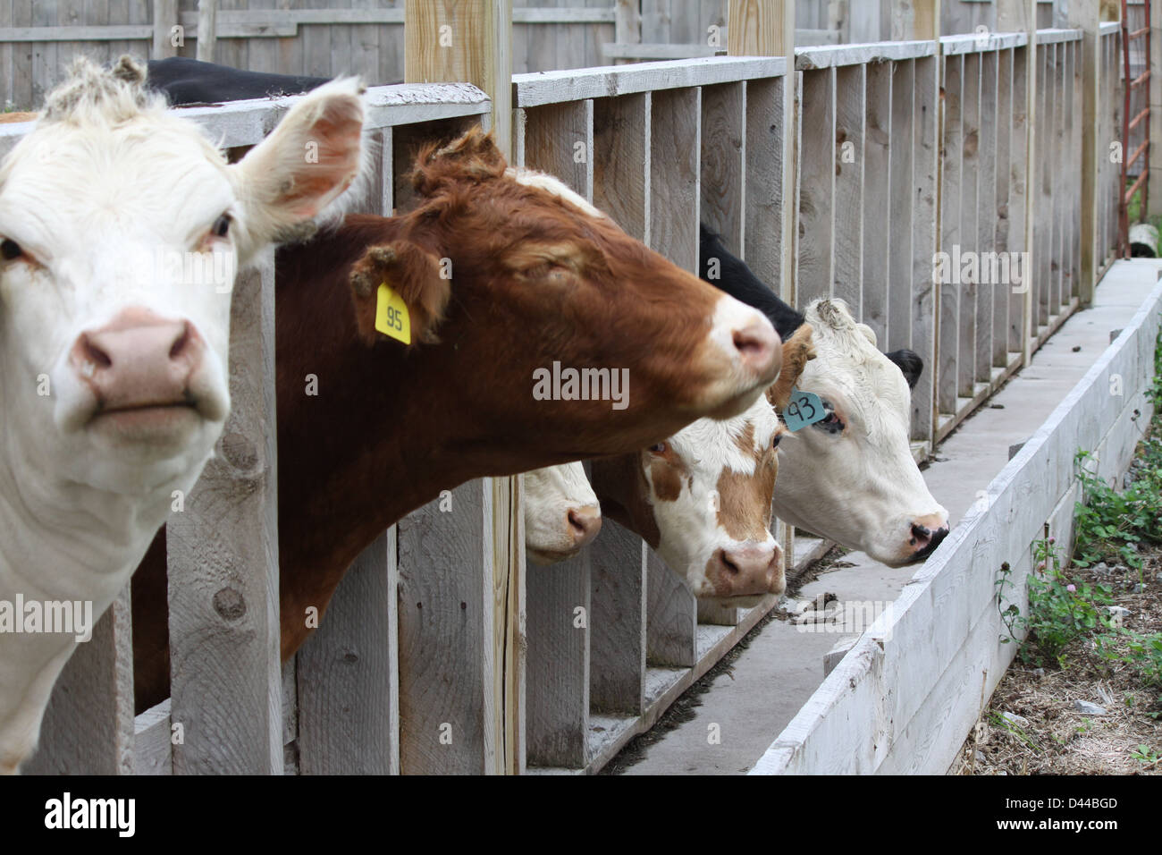 Cows in a transfer-holding area with heads out between struts in fence ...