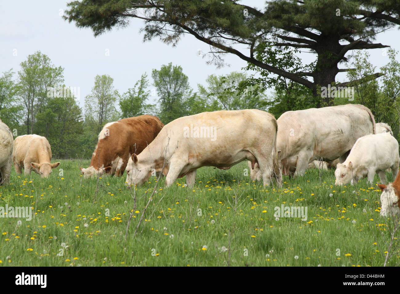 Small herd of mixed cows in a pasture of green grass and dandelions ...