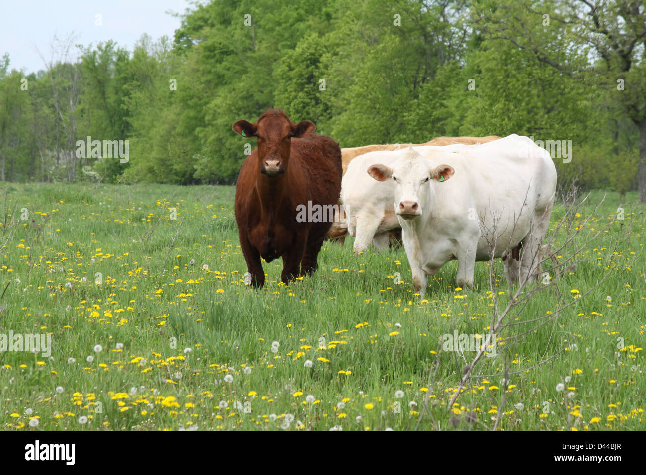 Few cows hi-res stock photography and images - Alamy