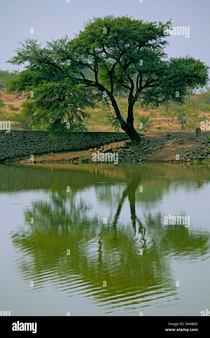 Tree and reflection Stock Photo - Alamy