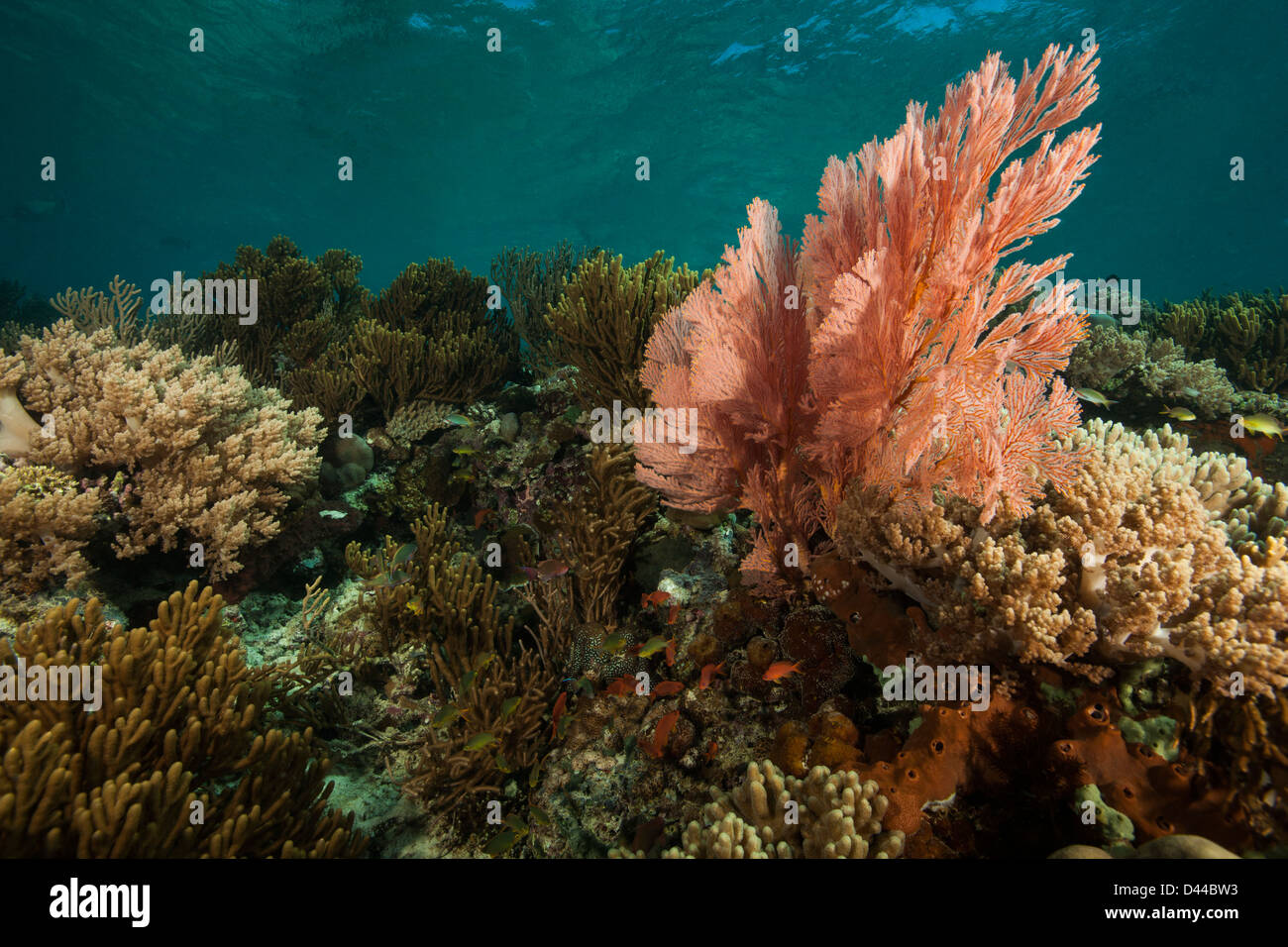 Fish pink coral reef hi-res stock photography and images - Alamy