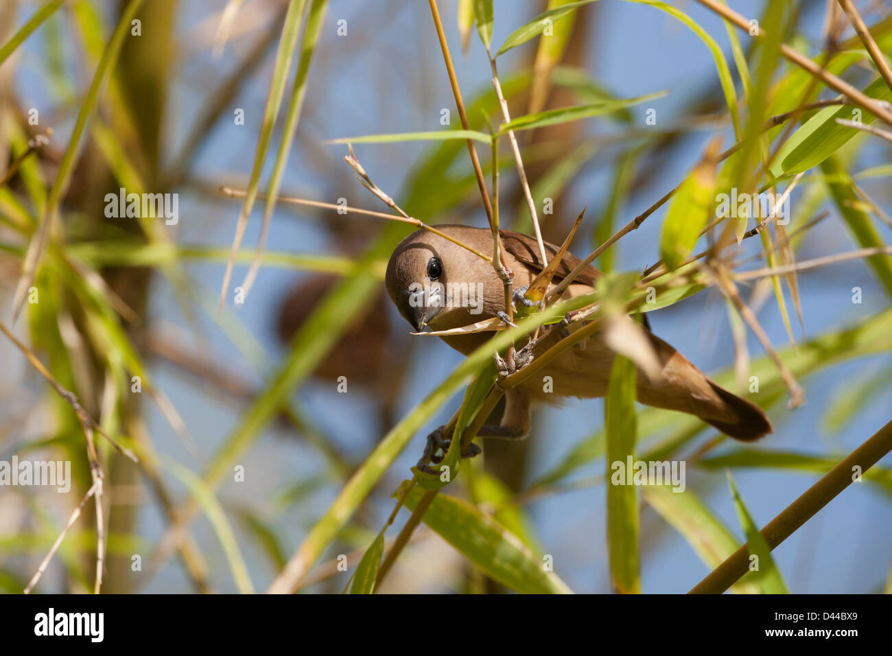 White-headed Munia (Lonchura maja maja), juvenile in tree in Bali ...