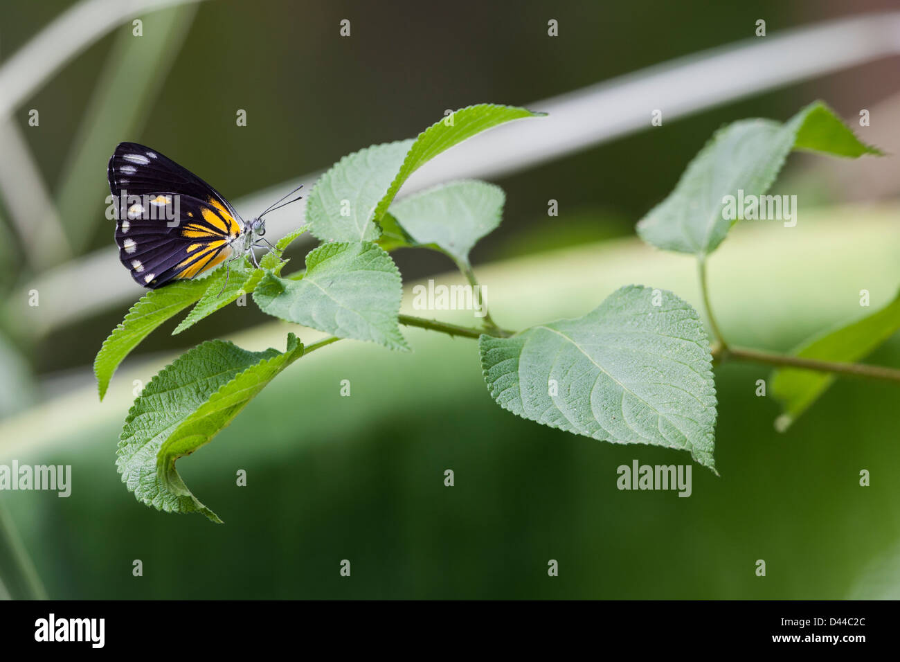 A butterfly in Bali, Indonesia Stock Photo - Alamy