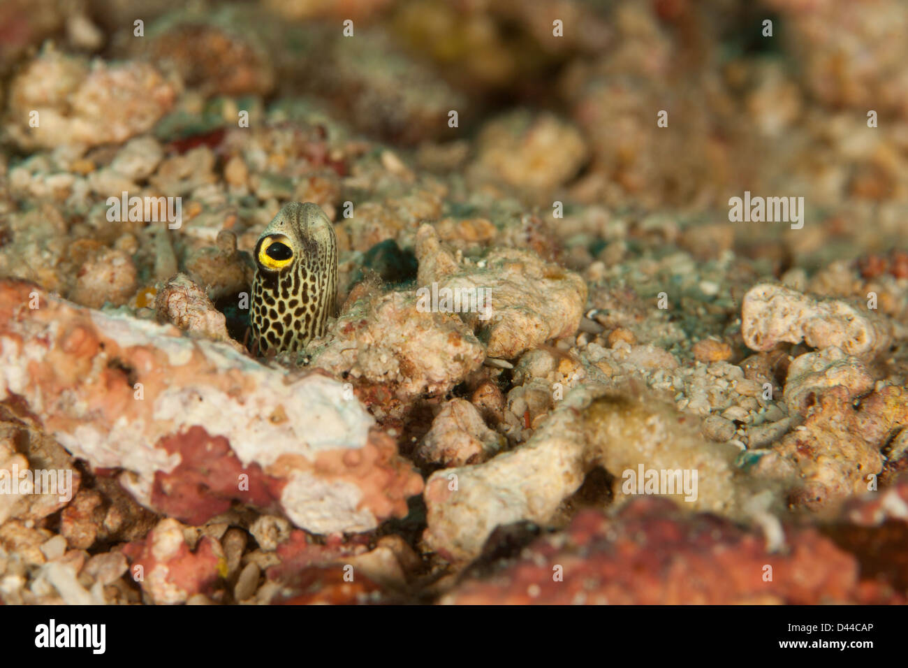 Spotted Garden Eel (Heteroconger hassi) peering out of the coral rubble ...