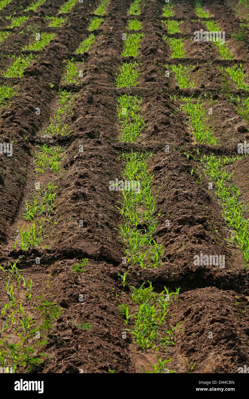 Beds in soil in rectangular forms are prepared for sowing in a farm ...