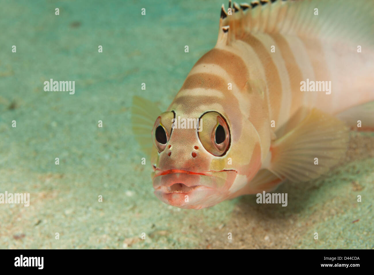 Sandperch hi-res stock photography and images - Alamy