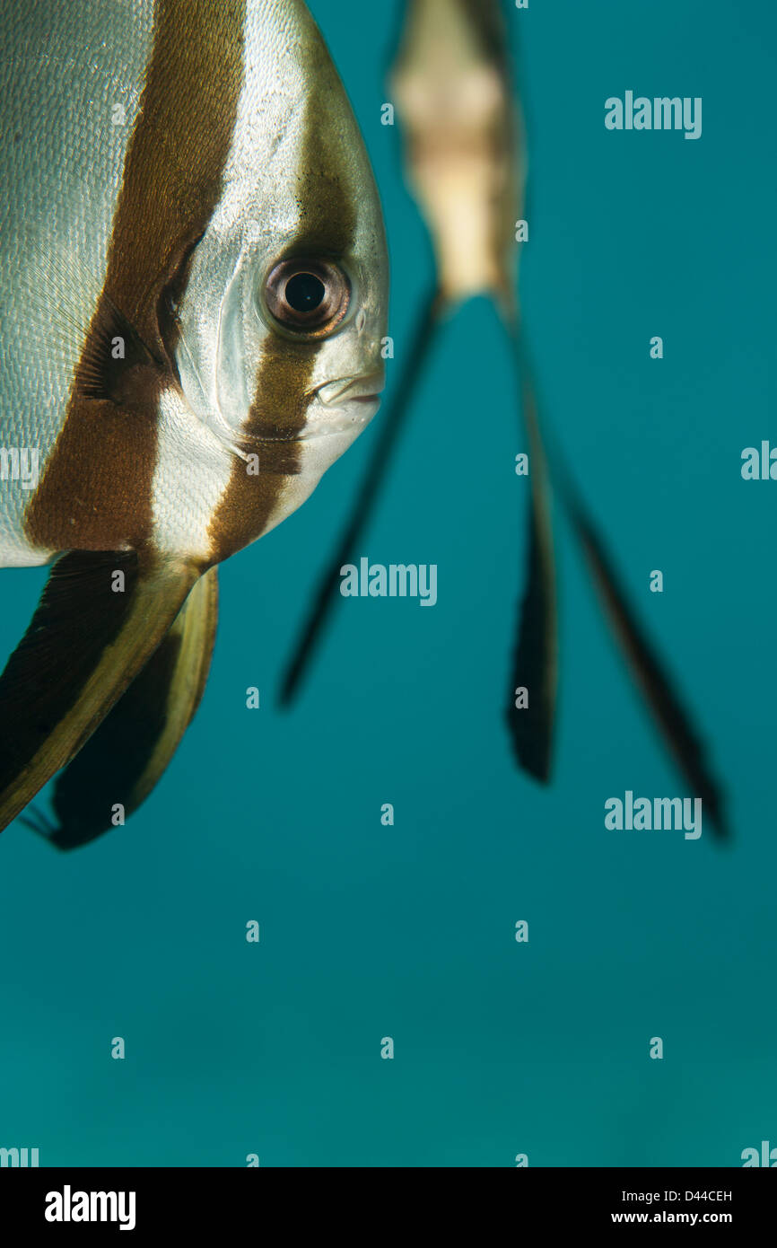 Longfin Spadefish (Platax teira), juvenile, on a tropical coral reef in ...
