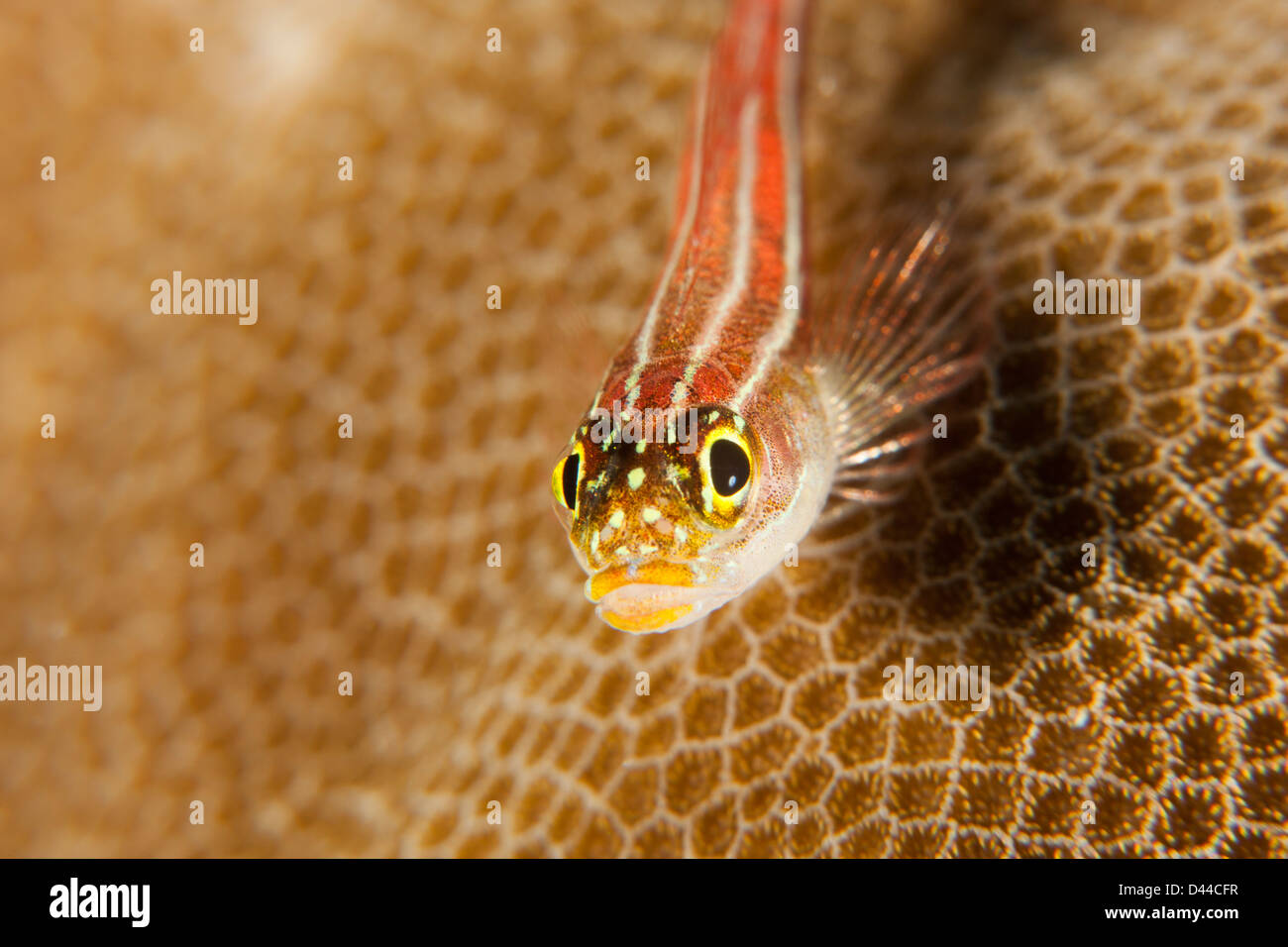 Helcogramma striatum coral fish hi-res stock photography and images - Alamy