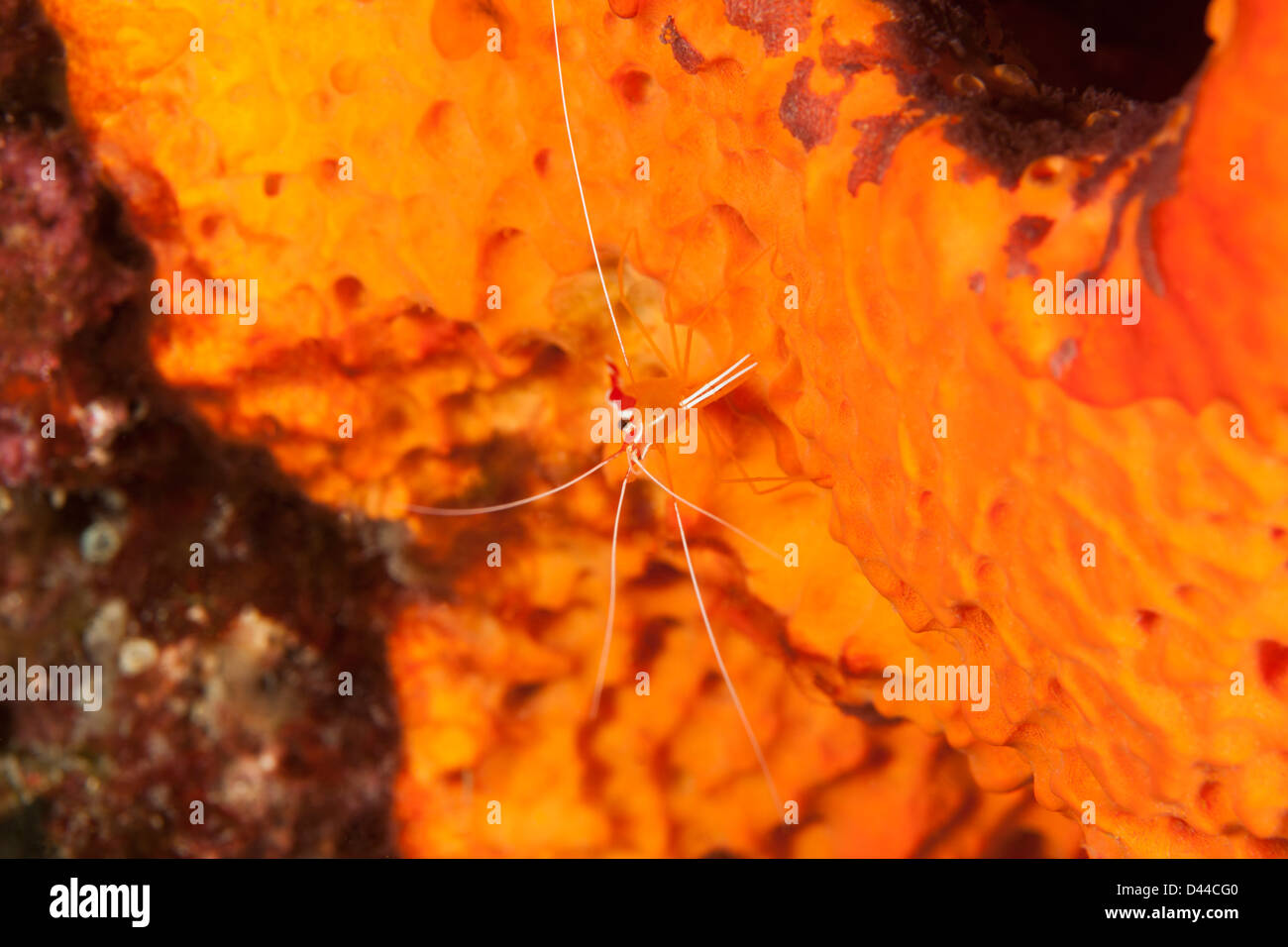 White-banded Cleaner Shrimp (Lysmata amboinensis) on an orange sponge ...