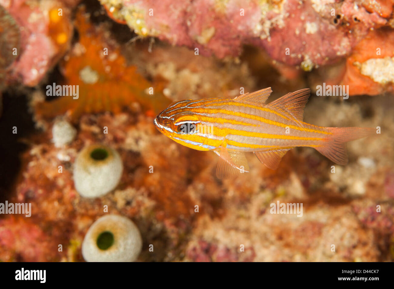 Yellowstriped Cardinalfish (Apogon cyanosoma) on a tropical coral reef ...