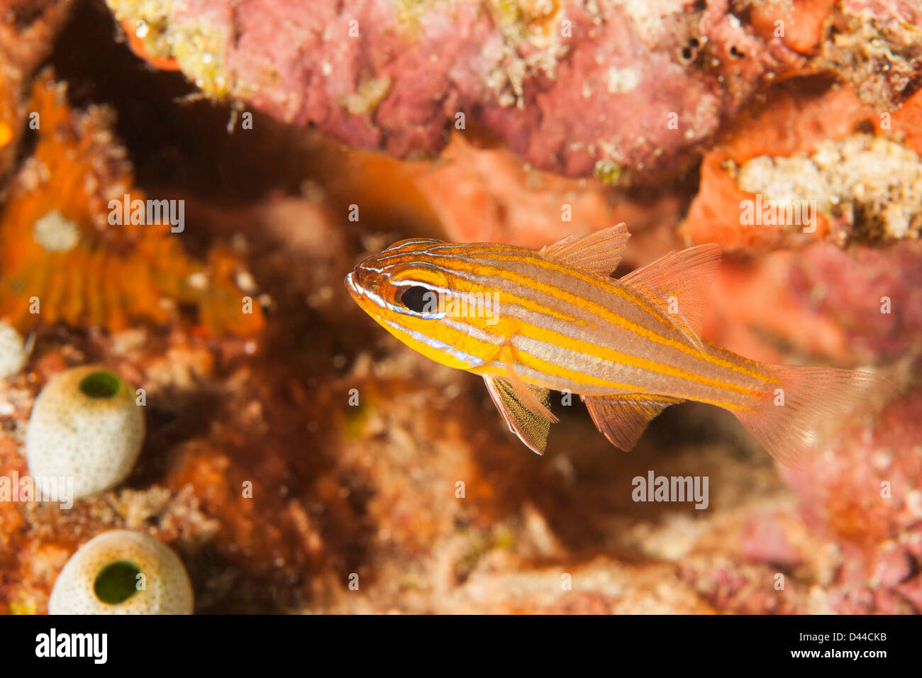 Yellowstriped Cardinalfish (Apogon cyanosoma) on a tropical coral reef ...