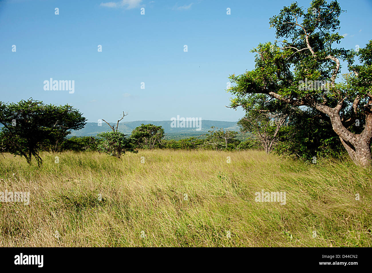 Bush scene in Kwa Zulu-Natal, South Africa Stock Photo - Alamy
