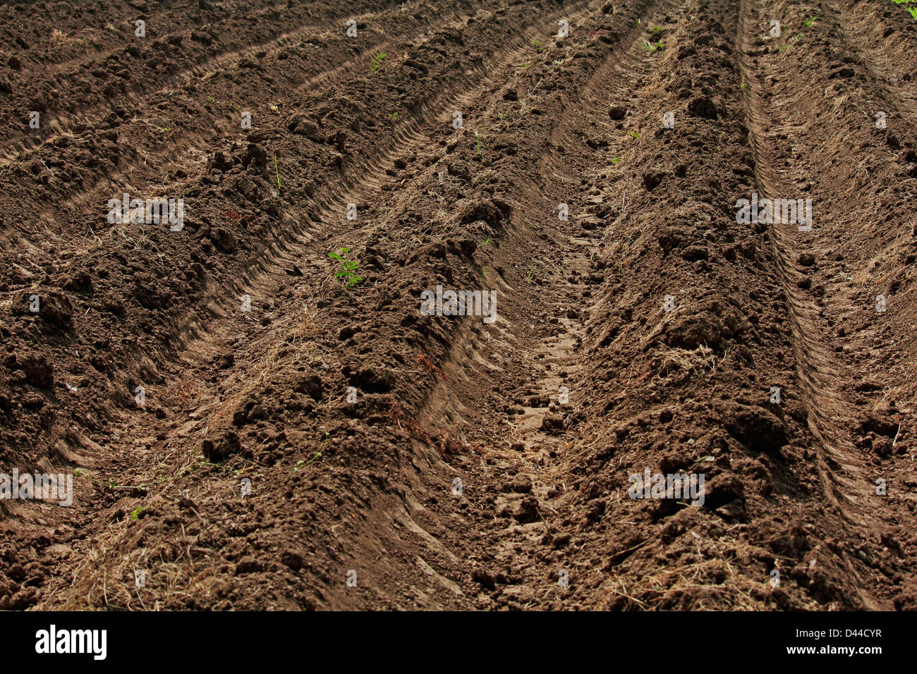 Beds in soil in rectangular forms are prepared for sowing in a farm ...