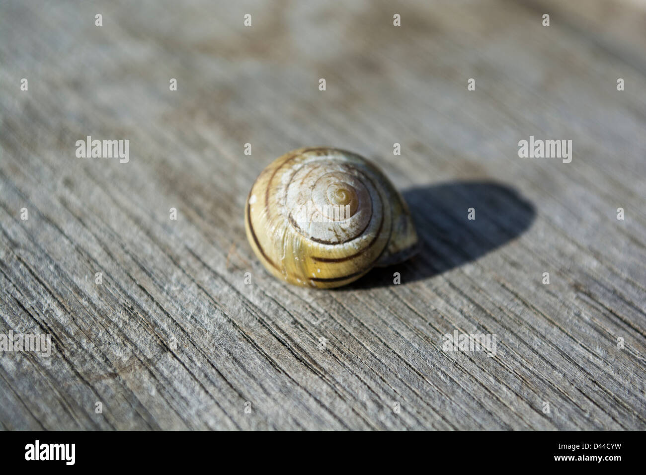 Snail shell patterns hi-res stock photography and images - Alamy