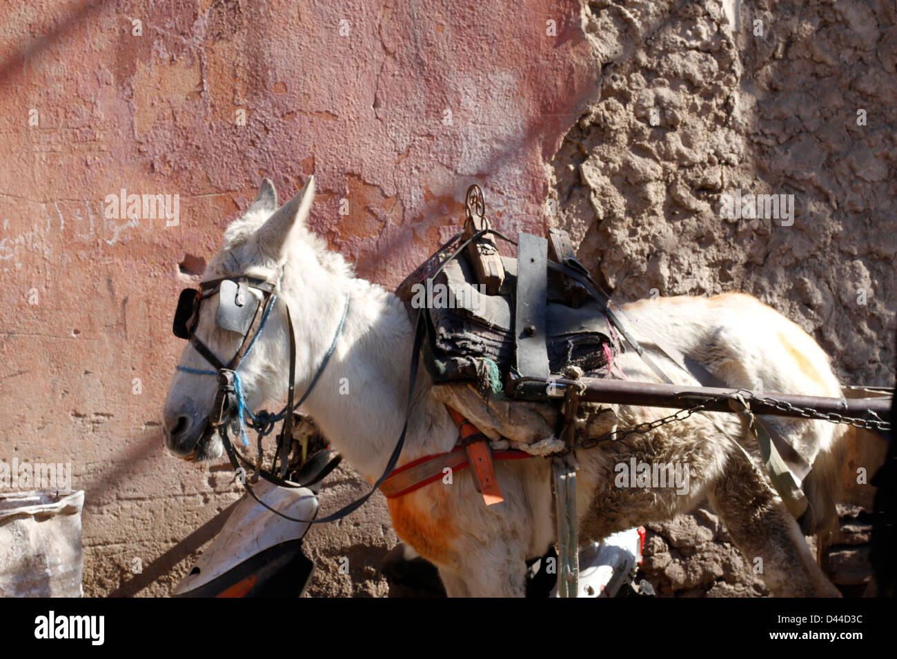 Donkey Carts High Resolution Stock Photography and Images - Alamy
