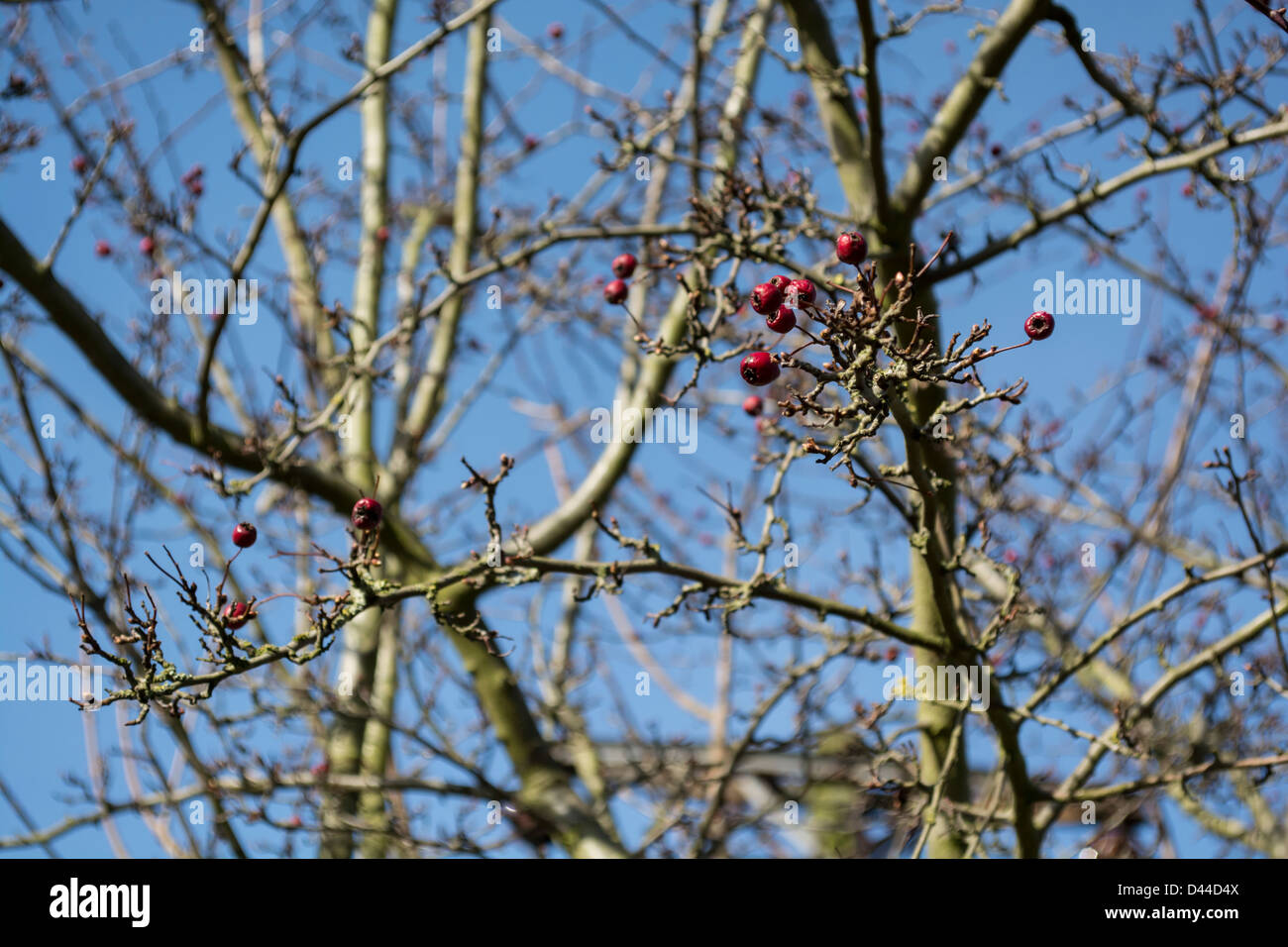 Hawthorn winter hi-res stock photography and images - Alamy