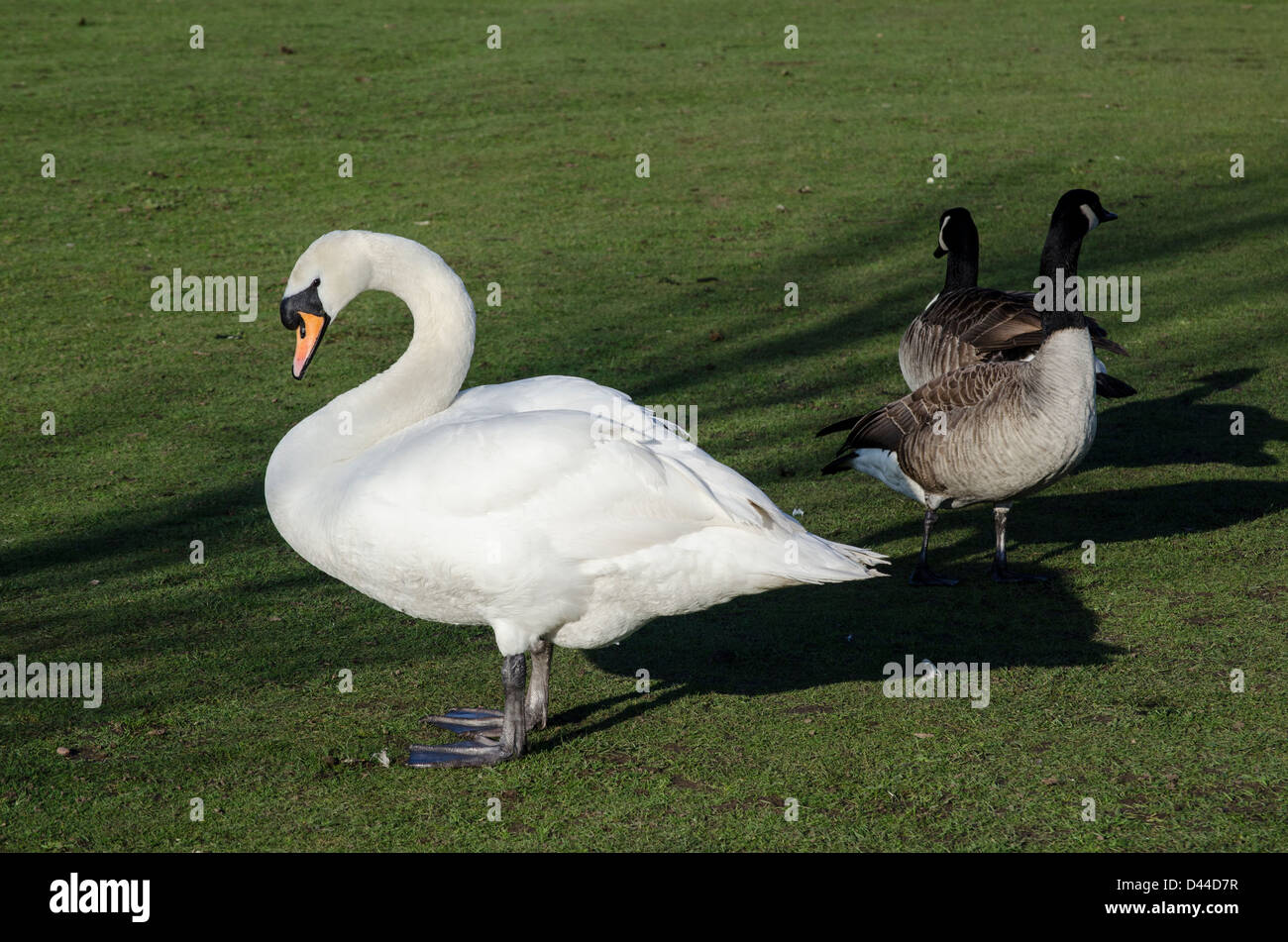 Big white geese hi-res stock photography and images - Alamy