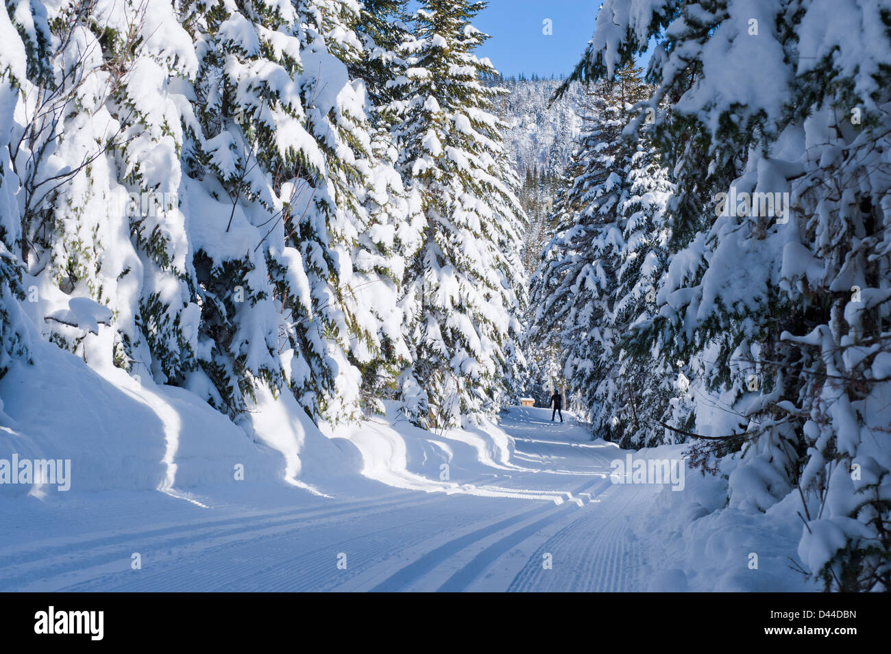 Cross country ski trail on a magnificent sunny day Stock Photo - Alamy