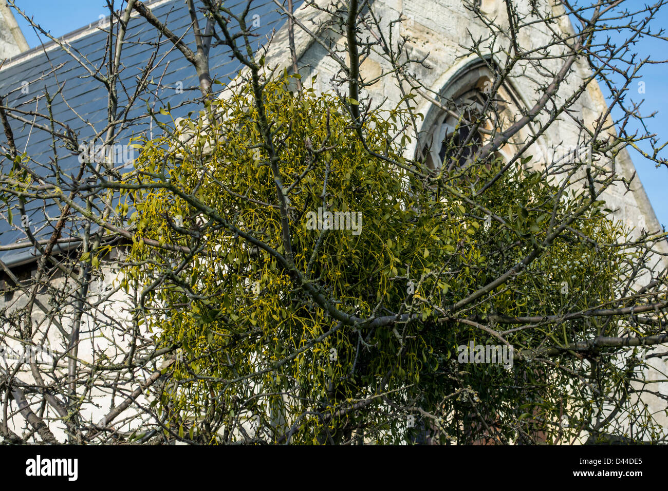 An old tradition of kissing under the mistletoe meets the new religion ...