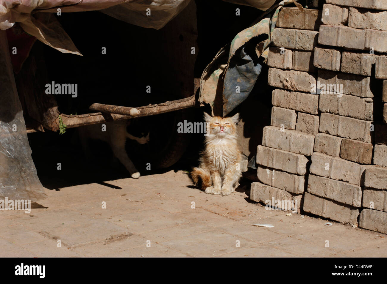 African stray hi-res stock photography and images - Alamy
