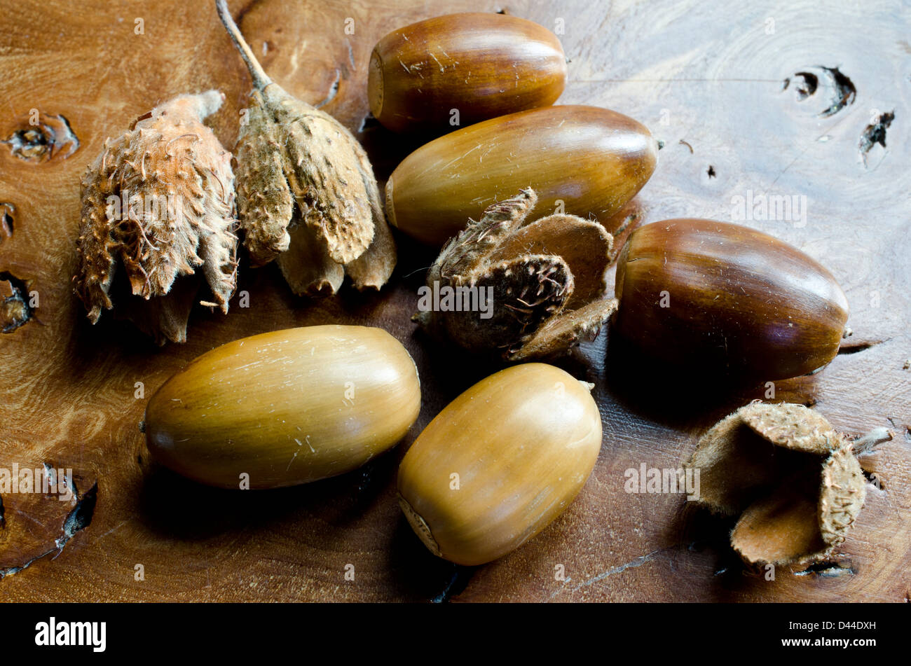 Beech mast hi-res stock photography and images - Alamy