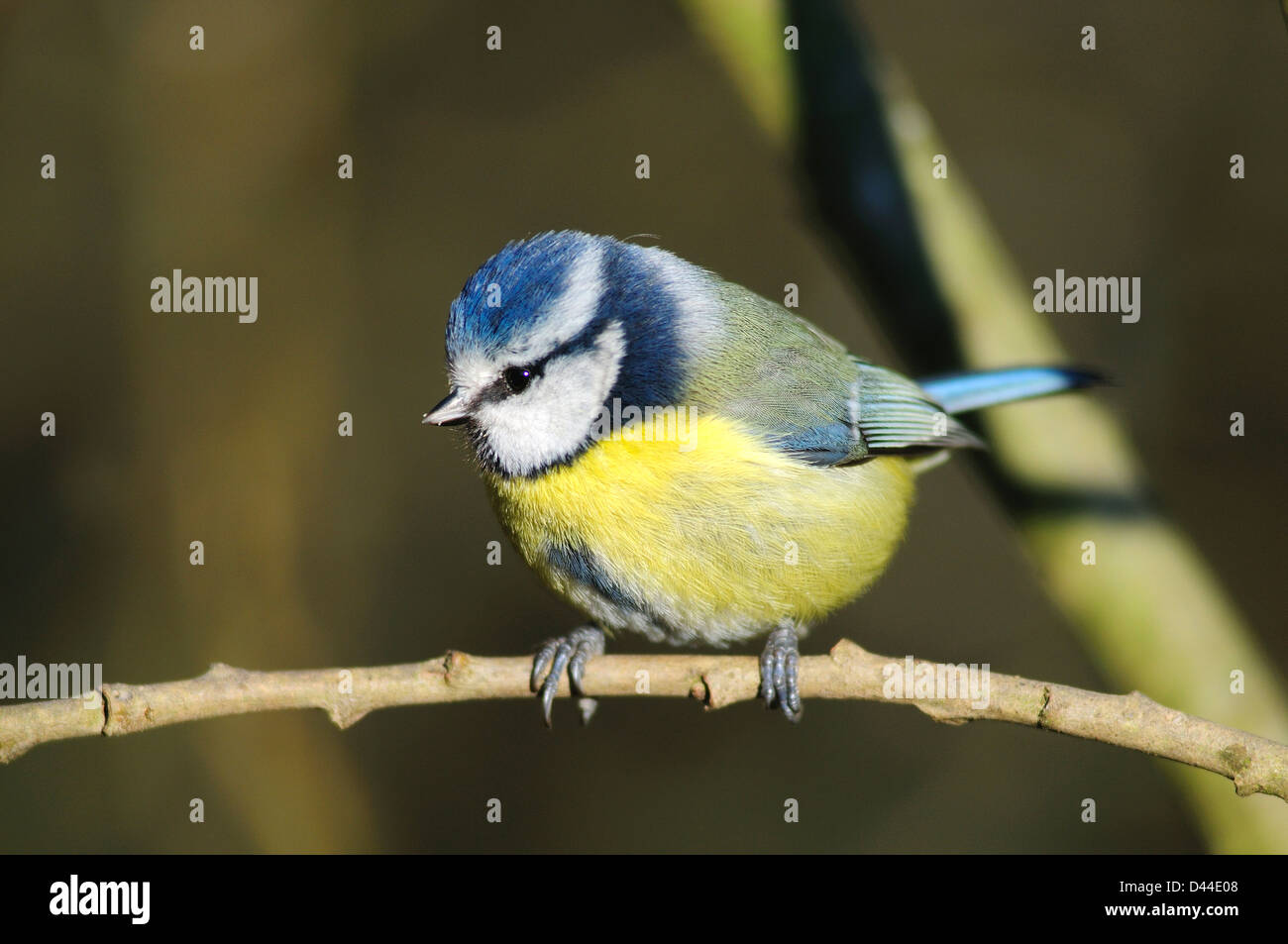 A blue tit Stock Photo - Alamy