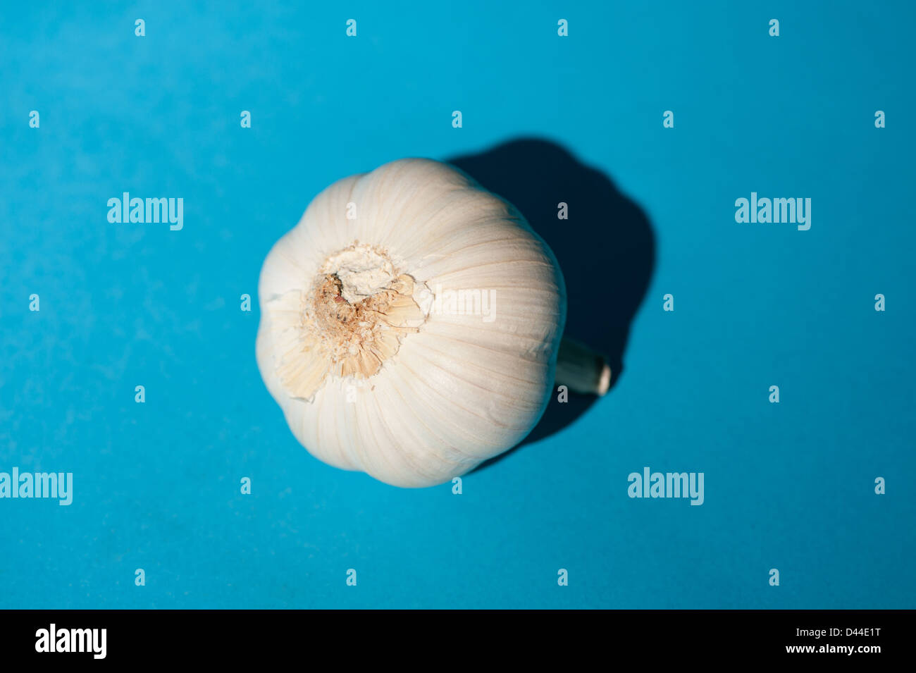 garlic bulb against blue background Stock Photo - Alamy