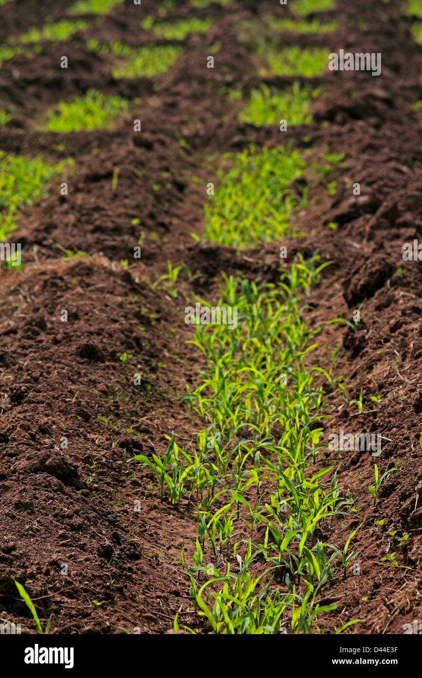 Beds in soil in rectangular forms are prepared for sowing in a farm ...