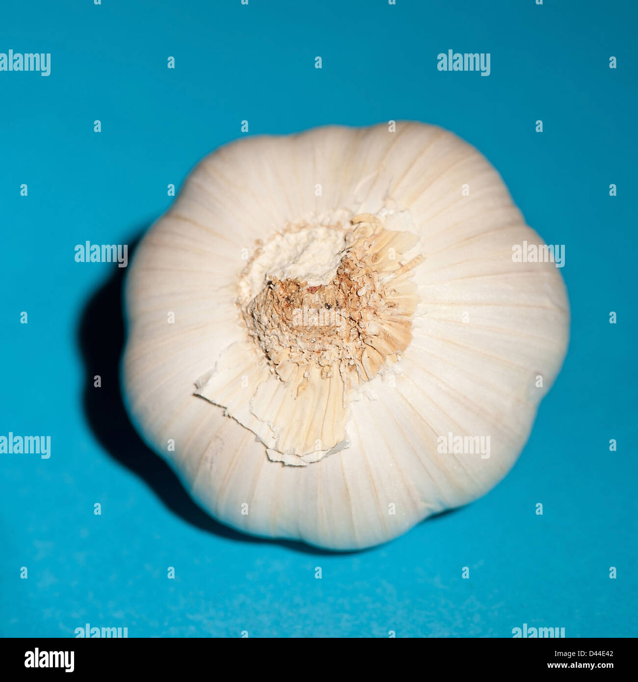 garlic bulb on blue background Stock Photo - Alamy