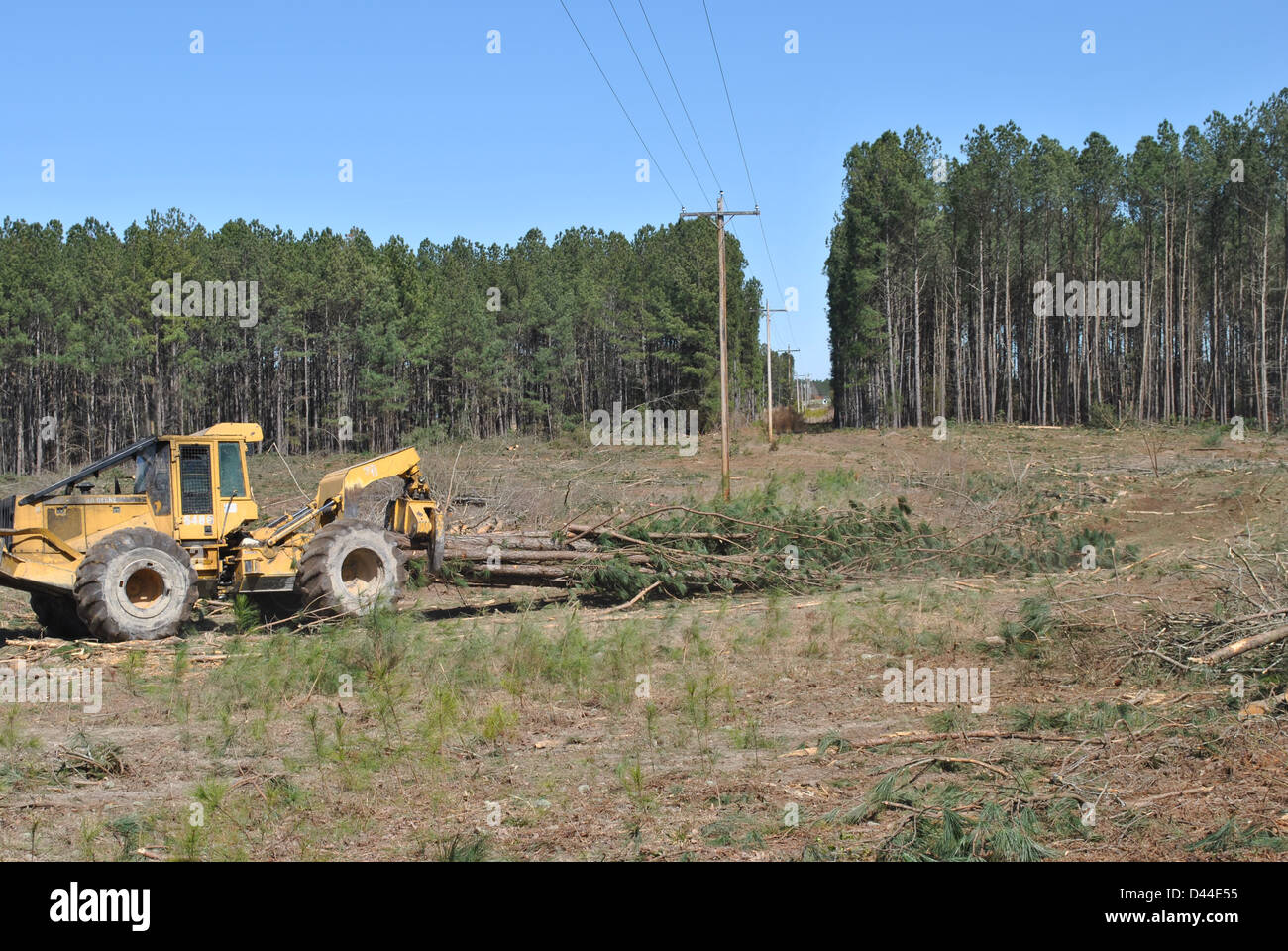 dragging pulpwood logs through forest Stock Photo - Alamy