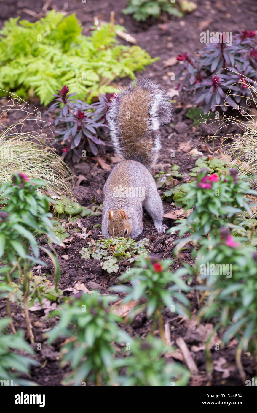 Red devil squirrel hi-res stock photography and images - Alamy