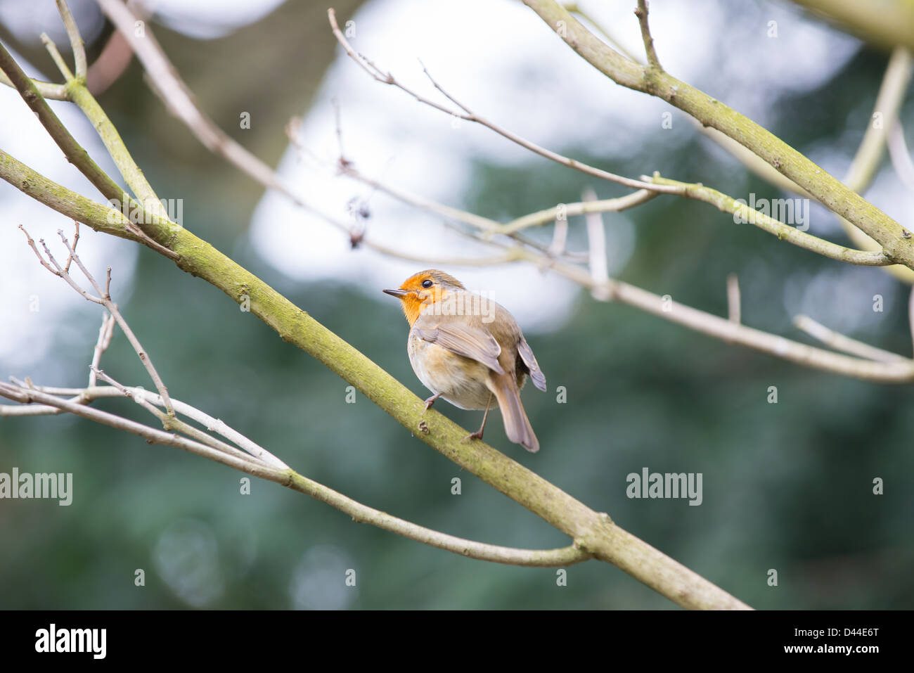 Wet robin bird hi-res stock photography and images - Alamy