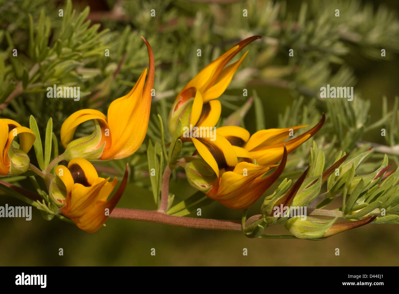 Lotus berthelotii parrots beak hi-res stock photography and images - Alamy