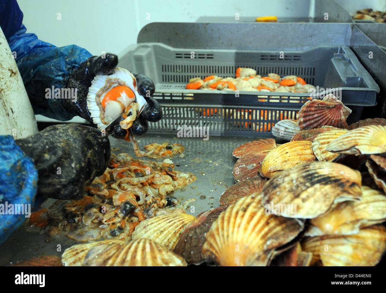 Scallops, processing scallops at a commercial fish processing factory ...