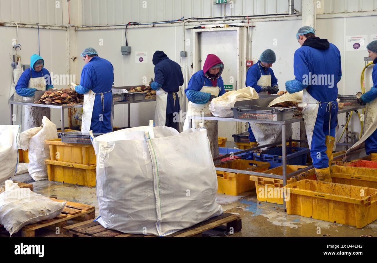 Scallops, processing scallops at a commercial fish processing factory ...