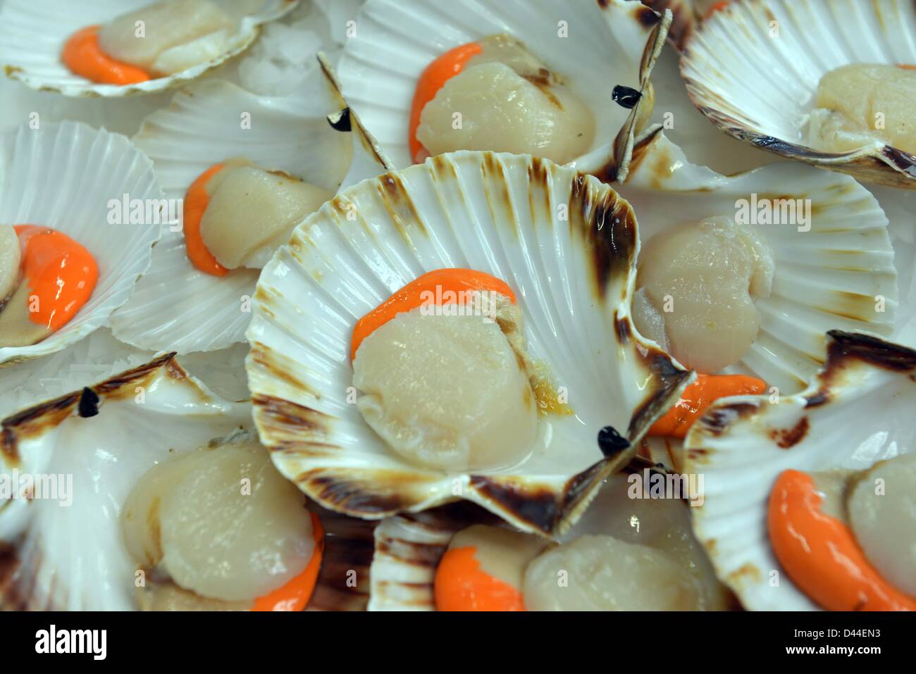 Scallops, processing scallops at a commercial fish processing factory ...
