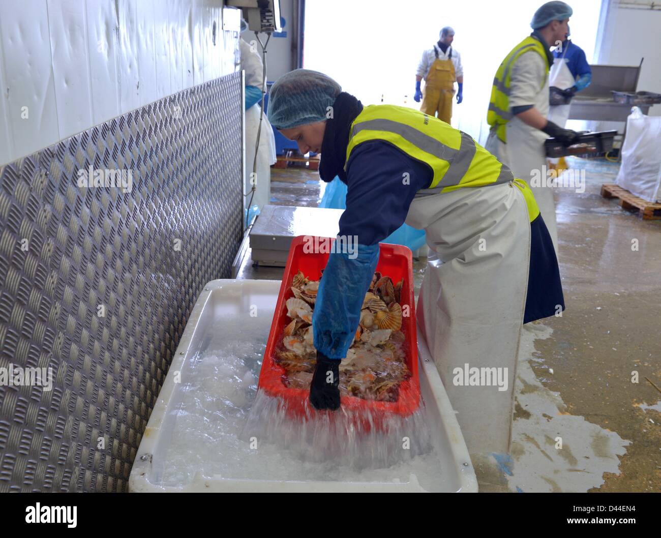 Scallops, processing scallops at a commercial fish processing factory ...