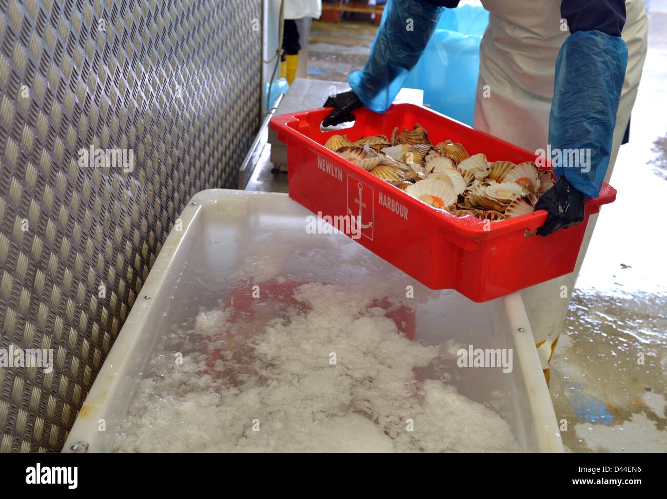 Scallops, processing scallops at a commercial fish processing factory ...