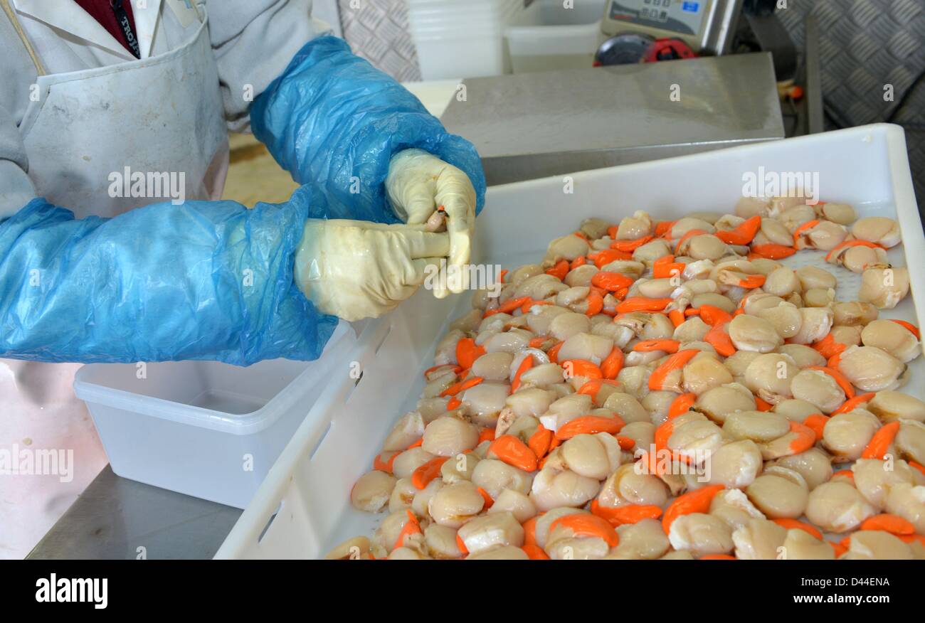 Scallops, processing scallops at a commercial fish processing factory ...