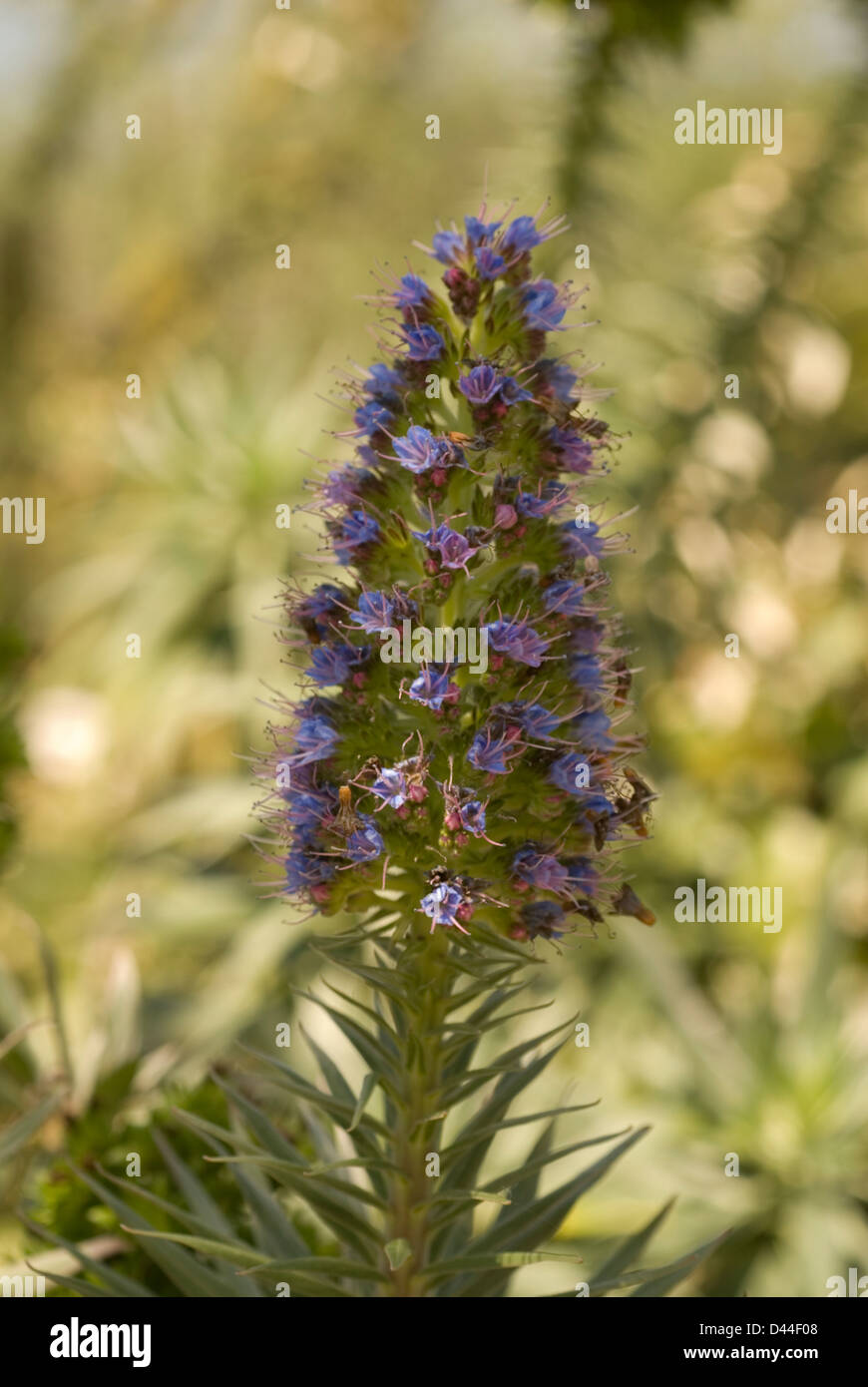 Boraginaceae flower flowers plant p hi-res stock photography and images ...