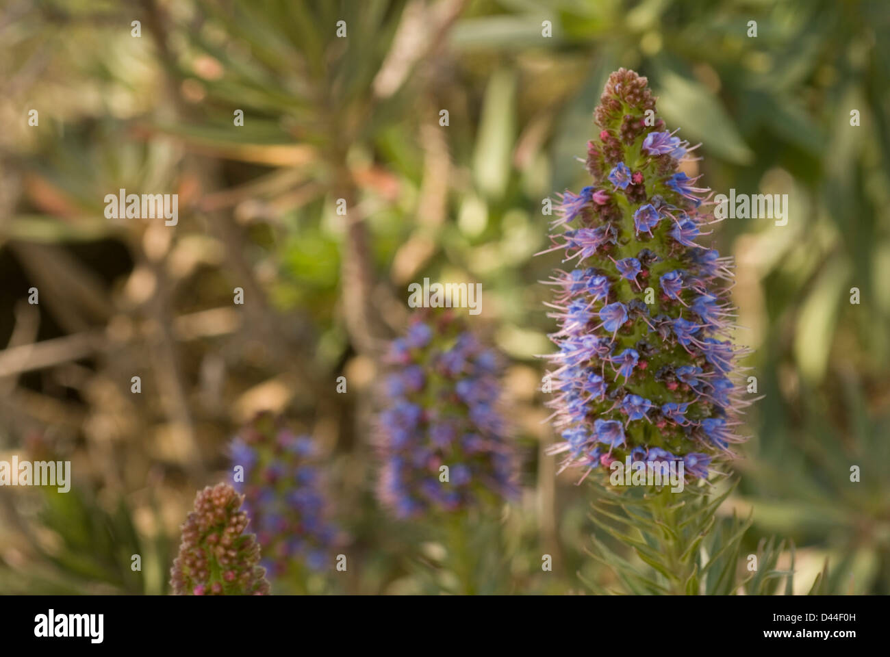 Echium webbii, Boraginaceae Stock Photo - Alamy