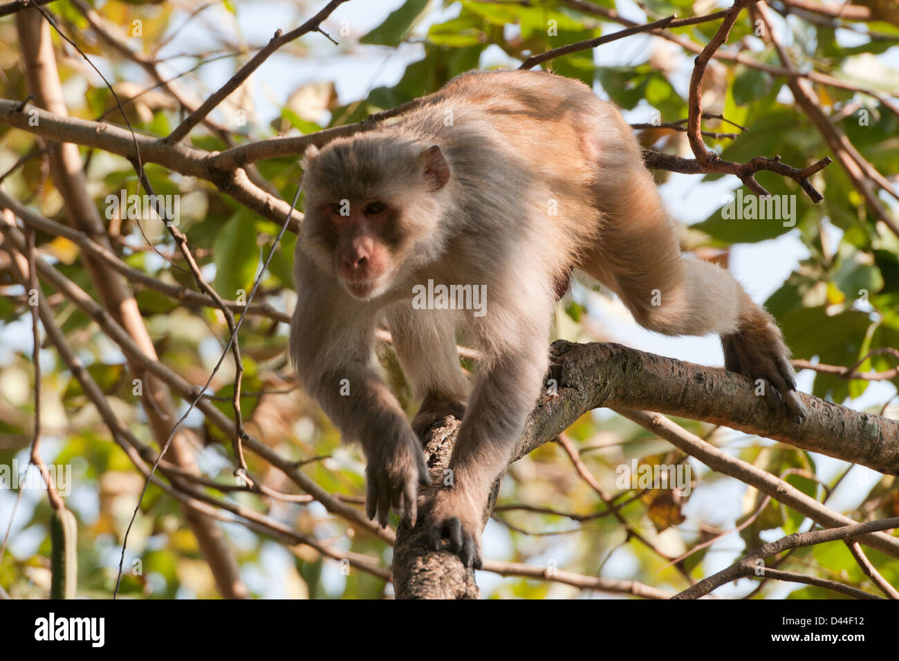 Monkey climbing in tree in Nepal Stock Photo - Alamy