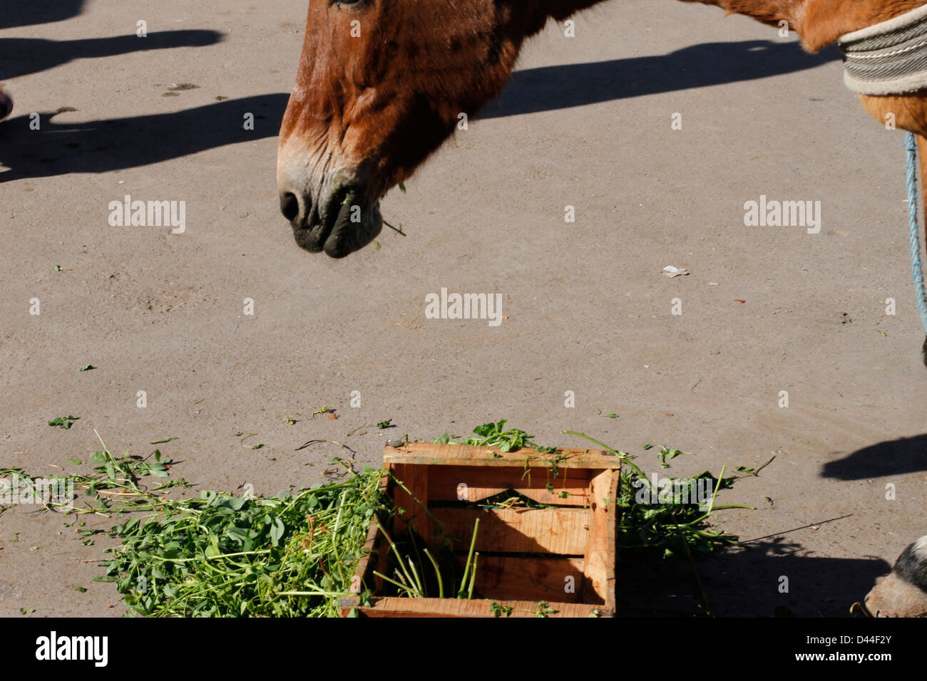 Feeding a donkey Stock Photo - Alamy
