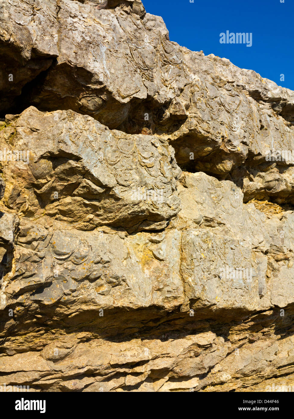 Fossils limestone hi-res stock photography and images - Alamy