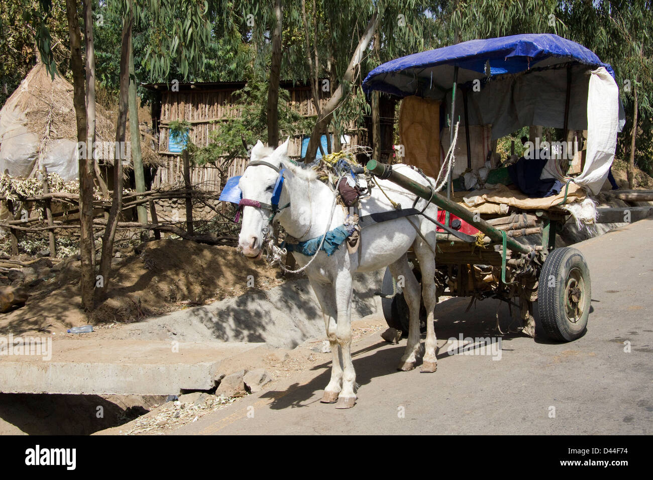 Horse drawn carriage Gondar Ethiopia Africa Stock Photo - Alamy