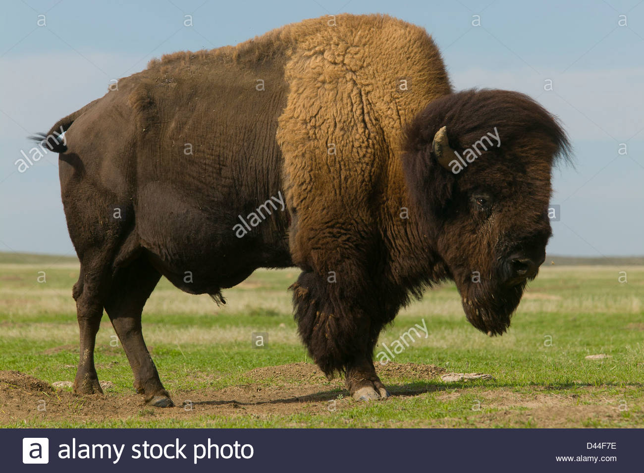 Giant Bison High Resolution Stock Photography and Images - Alamy