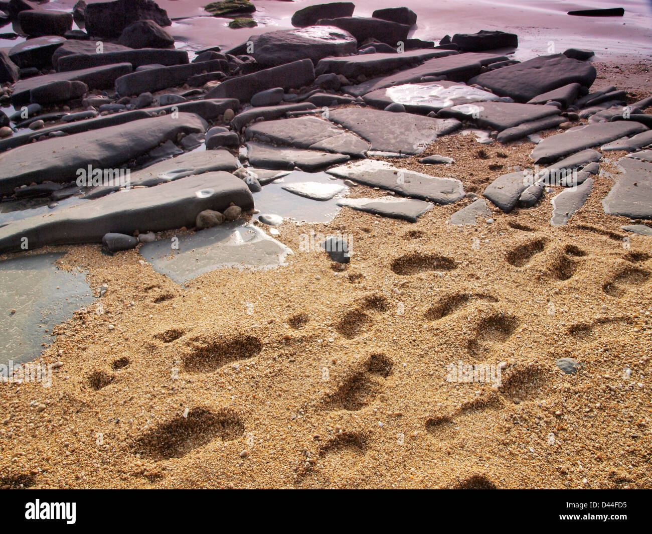 Footprints in the sand with rock pools at low tide Stock Photo - Alamy