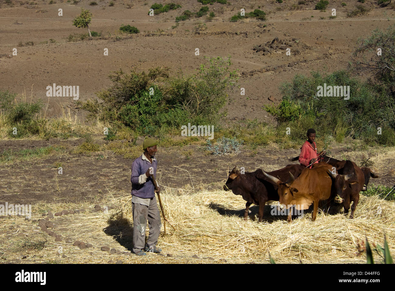 Thrashing with oxen, northern Ethiopia, Africa Stock Photo - Alamy