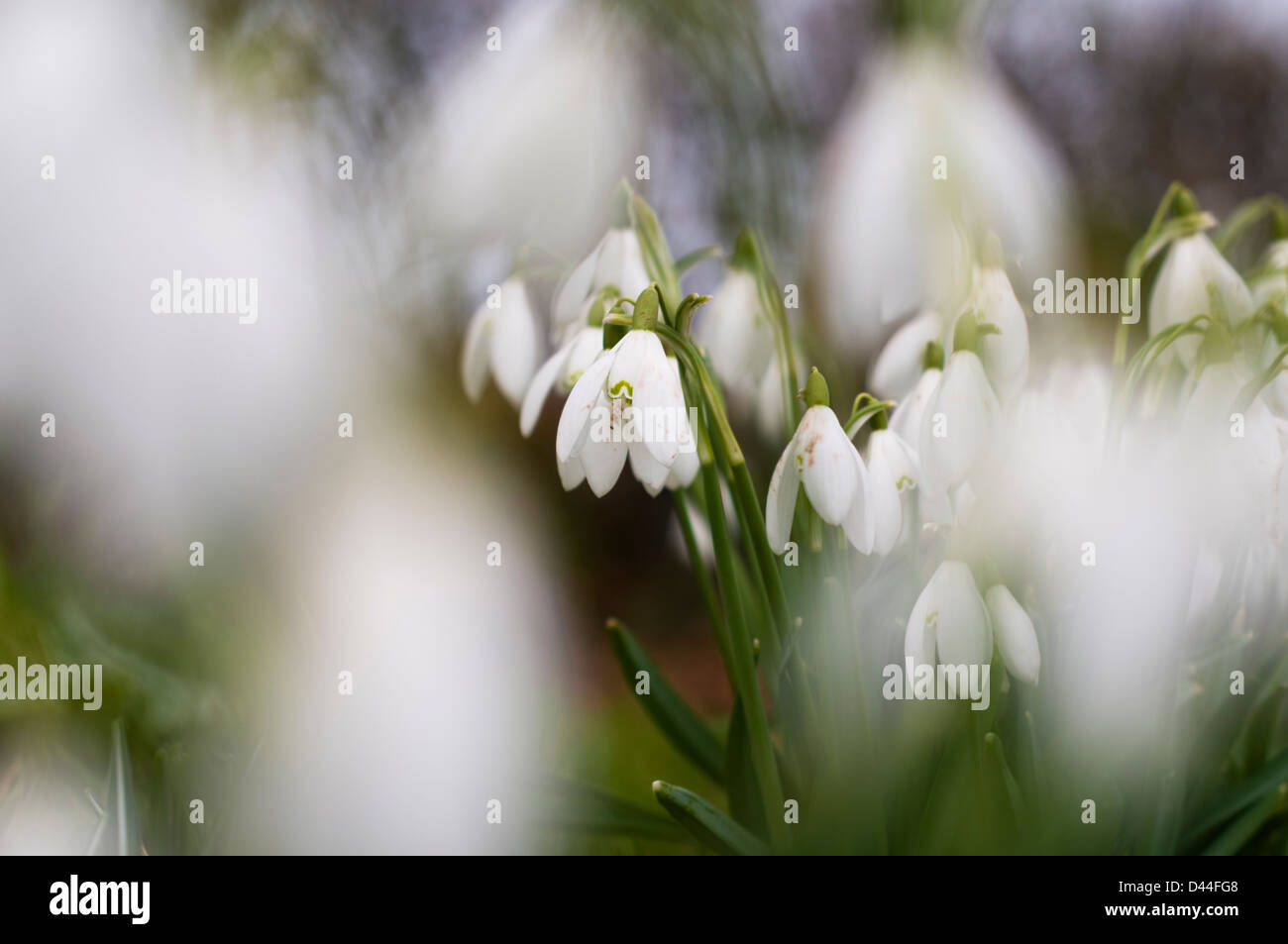 Spring herald hi-res stock photography and images - Alamy